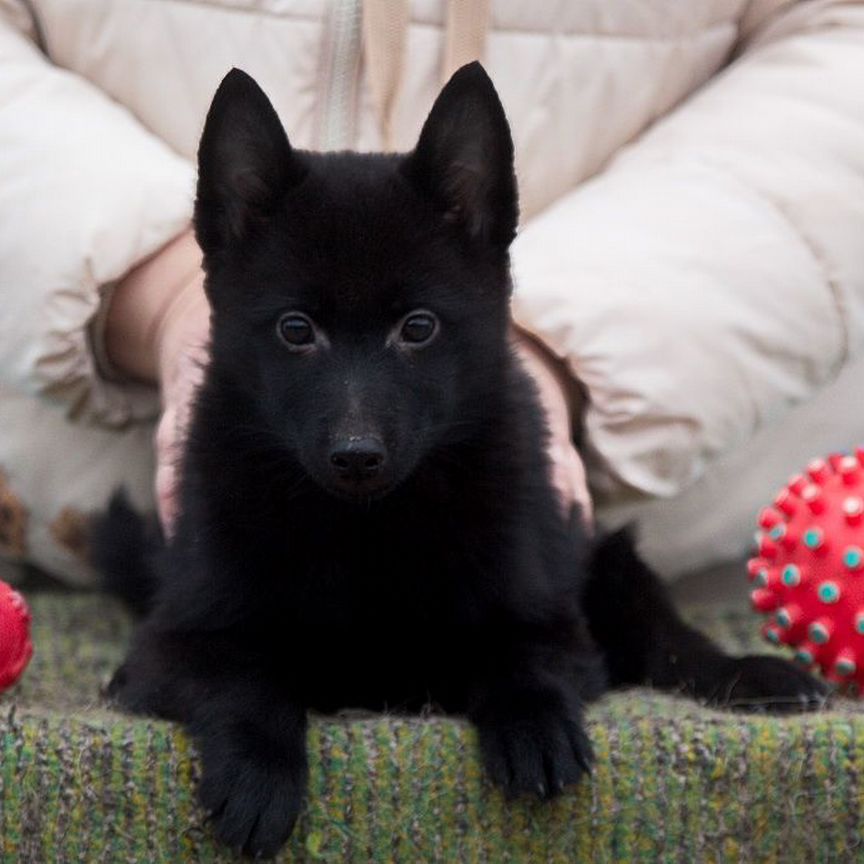 Щенки бельгийской овчарки схипперке