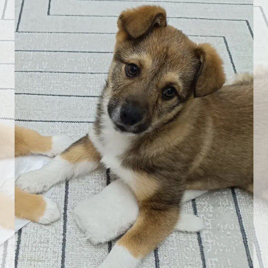 Щенок в добрые руки