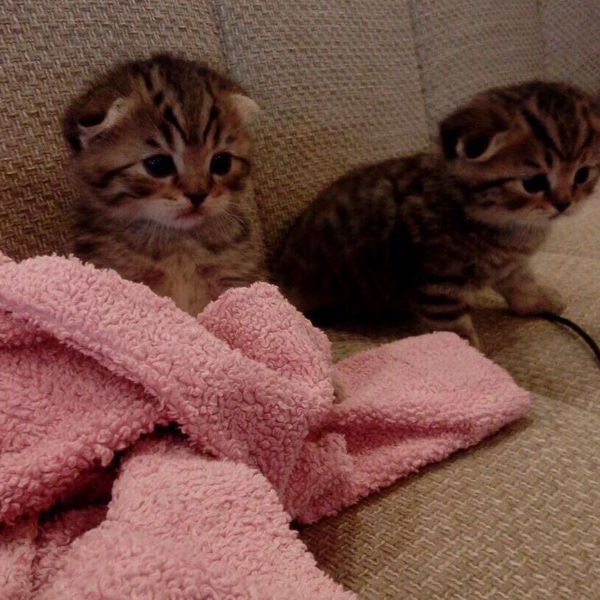 Шотландский вислоухий короткошёрстный котёнок