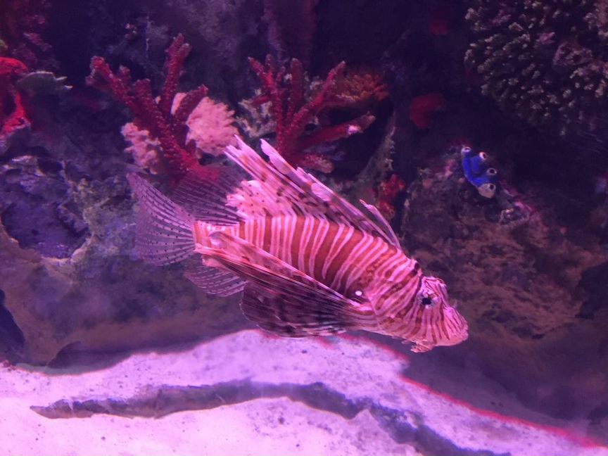 Рыба с крыльями