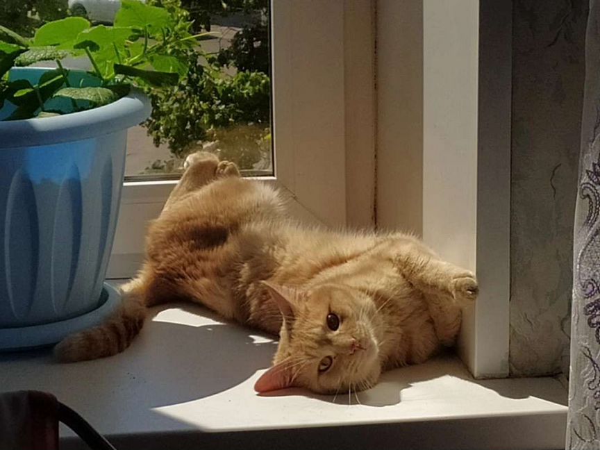Кот в добрые руки