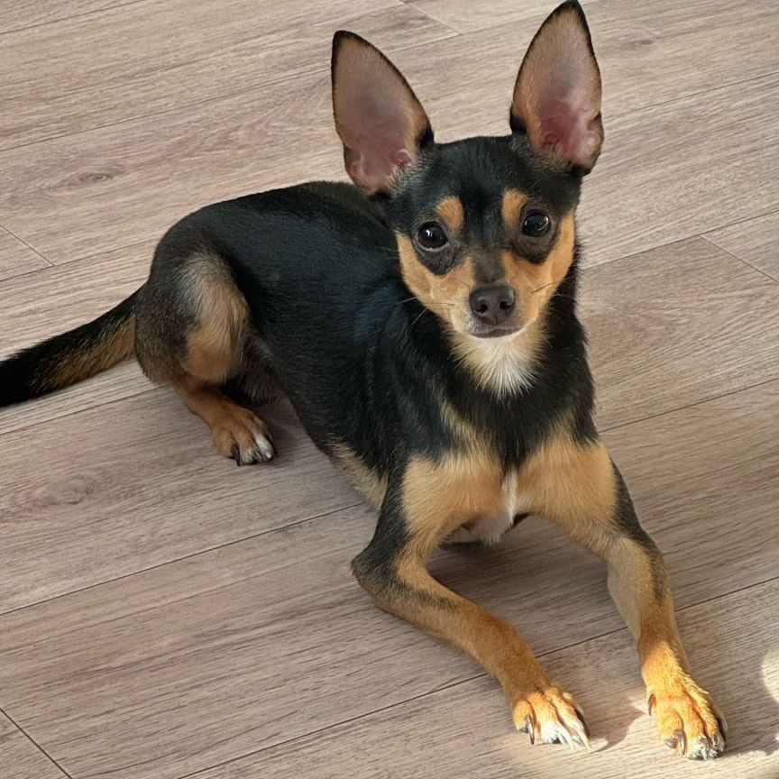 Русский той-терьер, щенок