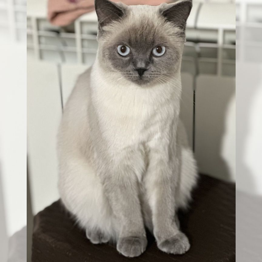 Невская маскарадная ищет кота