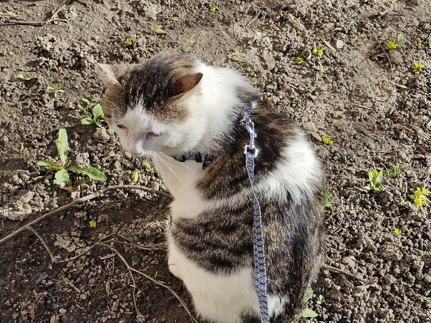Шлейка для кошки
