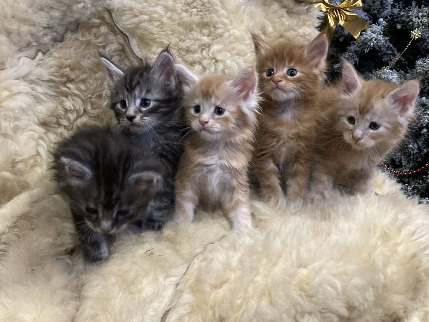Котята Мейкун