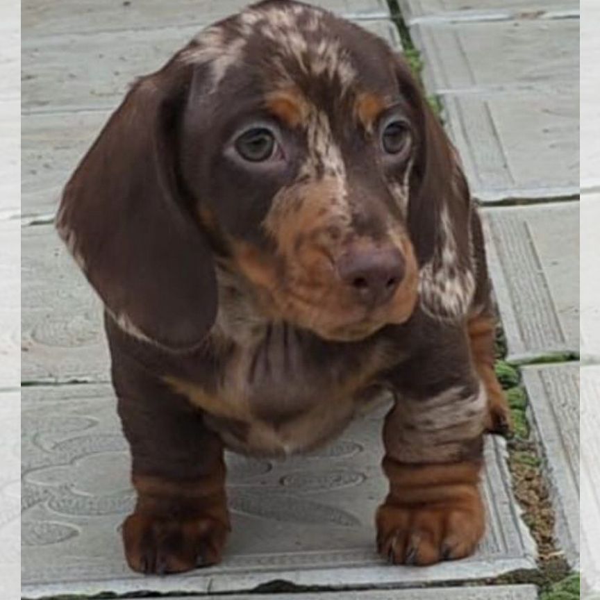 Карликовая такса, щенок