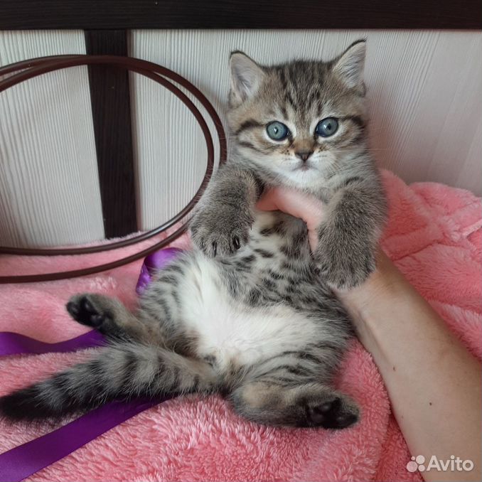 Вислоушка мальчик и 3 кошечки-страйт