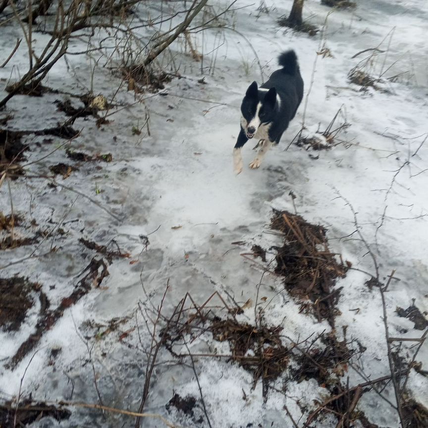 Русская европейская лайка