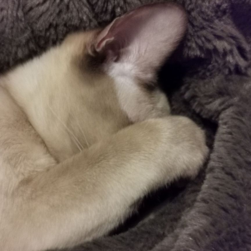 Котёнок от частного владельца