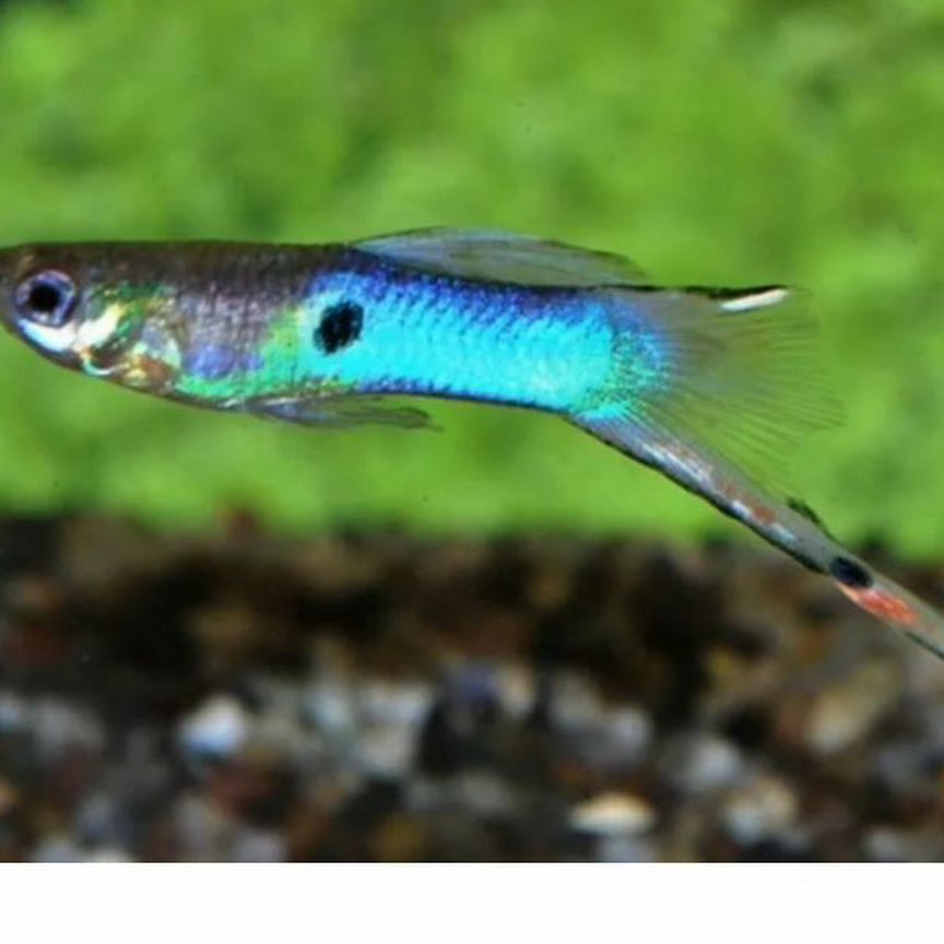 Гуппи Эндлера голубая японская