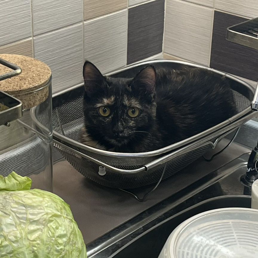 Отдам кошечку в добрые руки