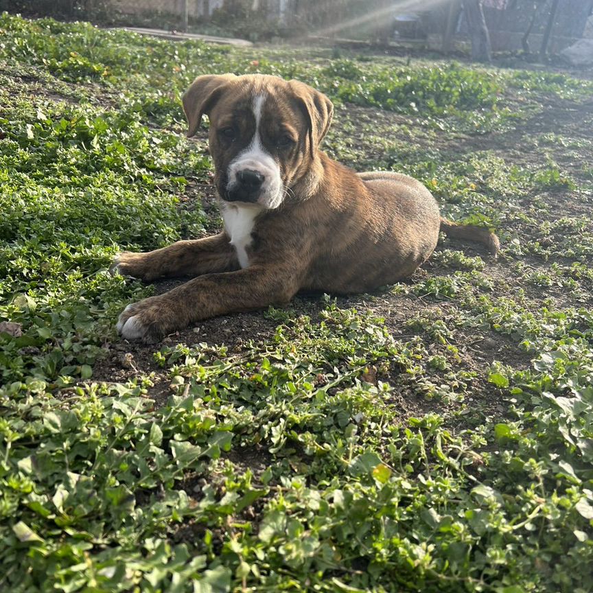 Боксер в добрые руки(бесплатно)