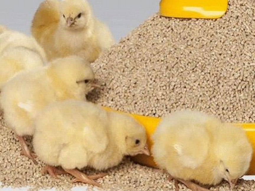 Продам бройлеров, утят, гусят, несушек 11 мая