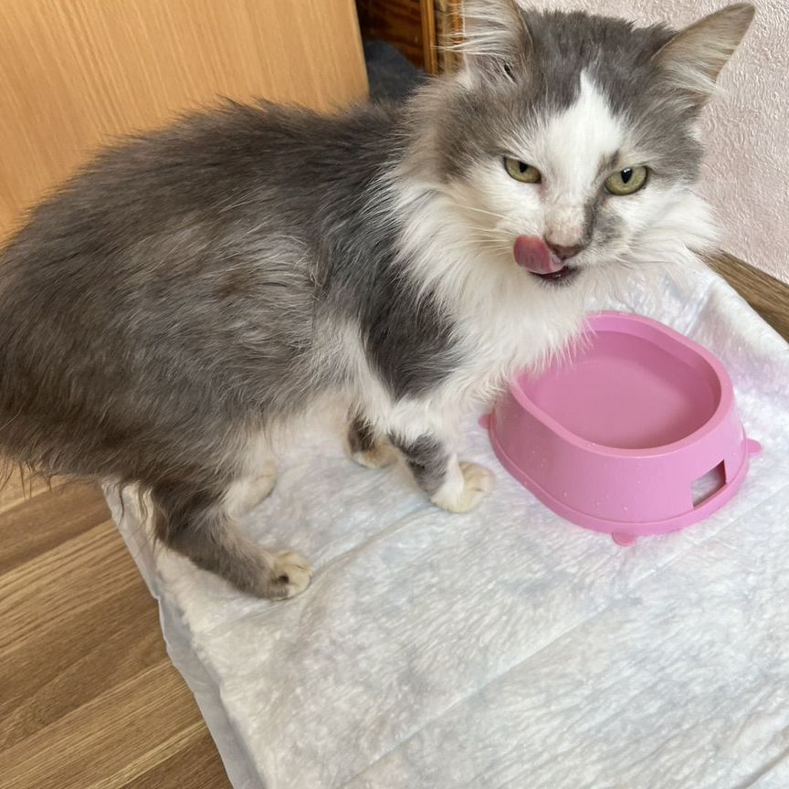 Особенный котик