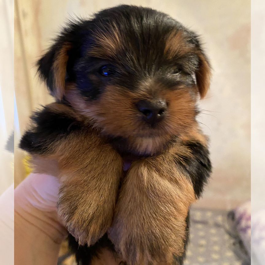 Йоркширский терьер, щенок