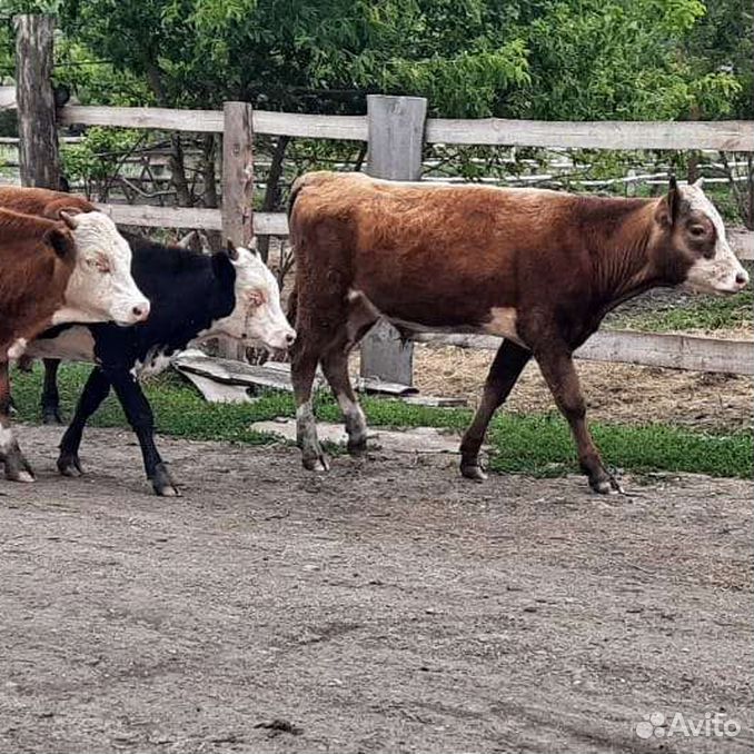Бычки мясного направления