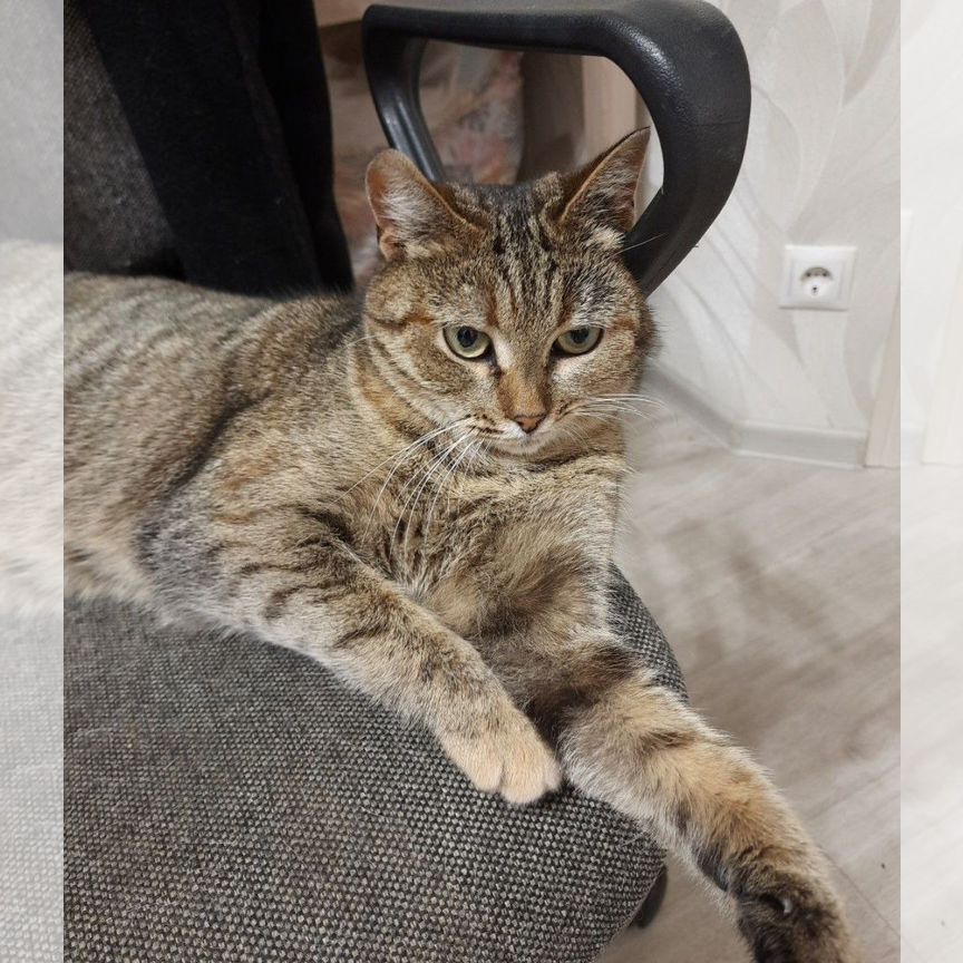 Сибирская, взрослая кошка