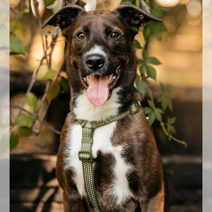 Взрослый пёс в добрые руки