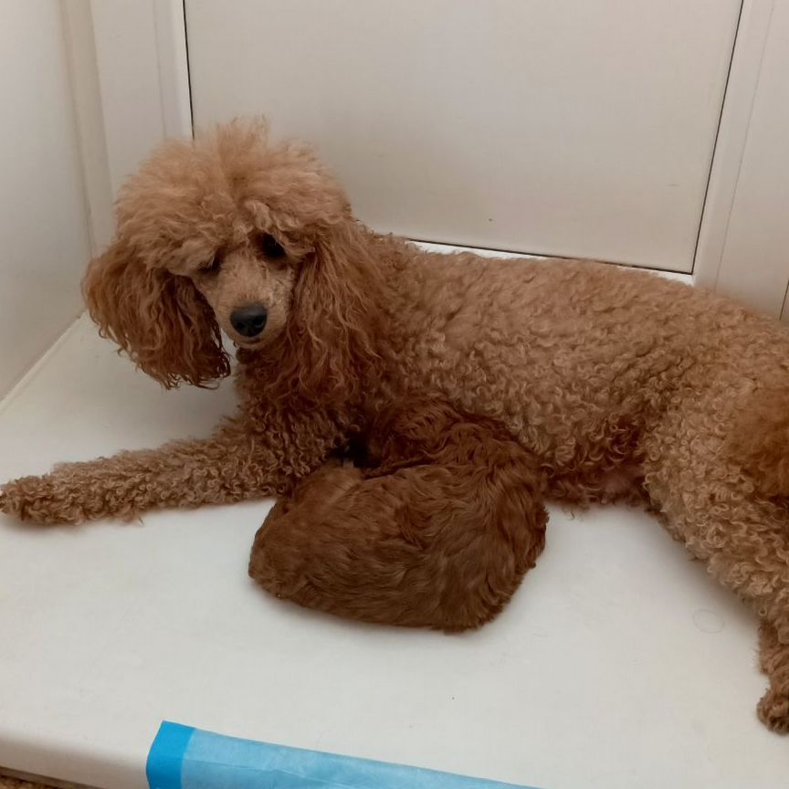 Пудель, щенок