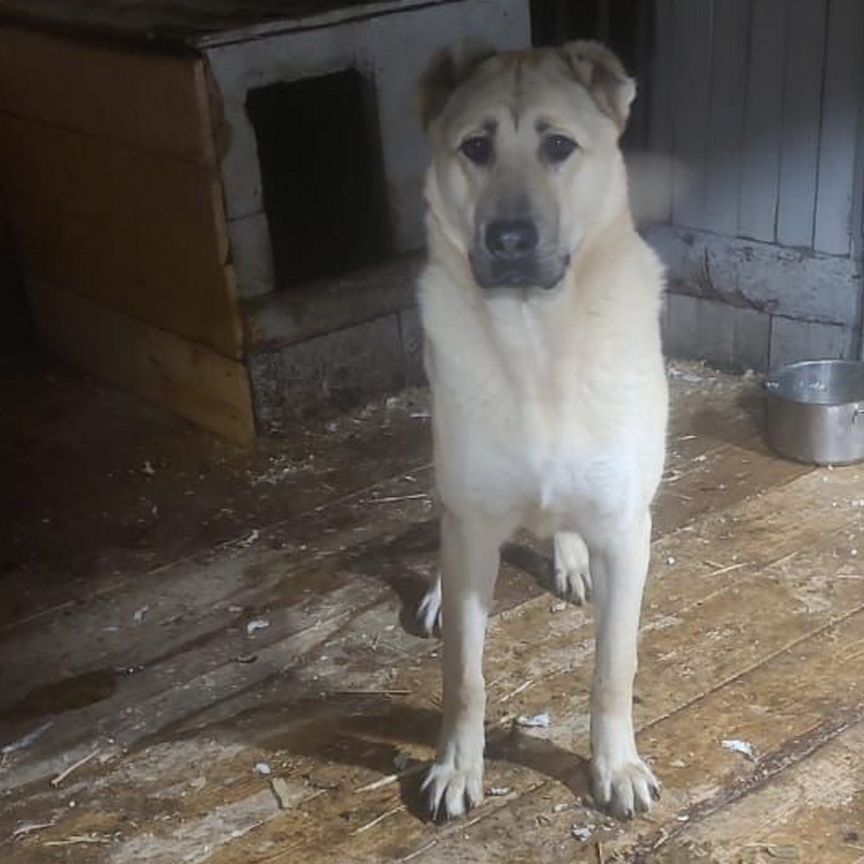 Среднеазиатская овчарка, щенок