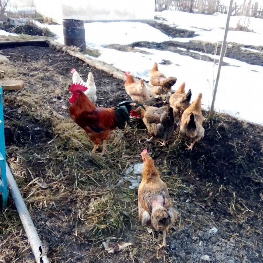 Куры несушки