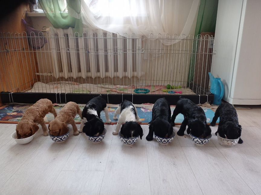 Русский охотничий спаниель щенки