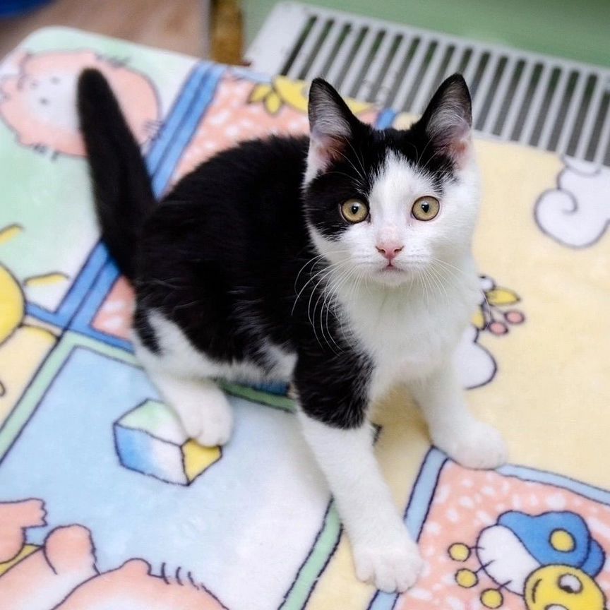 Невероятный котенок Басик (3 мес.) ищет свой дом