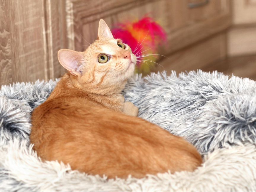 Рыжий котёнок в добрые руки