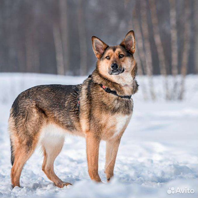 Робкая девочка Синди ищет родителей