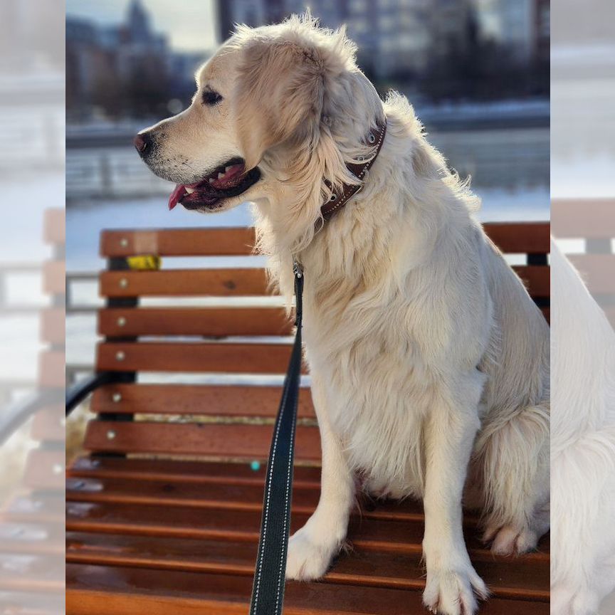 Золотистый ретривер, взрослый пёс