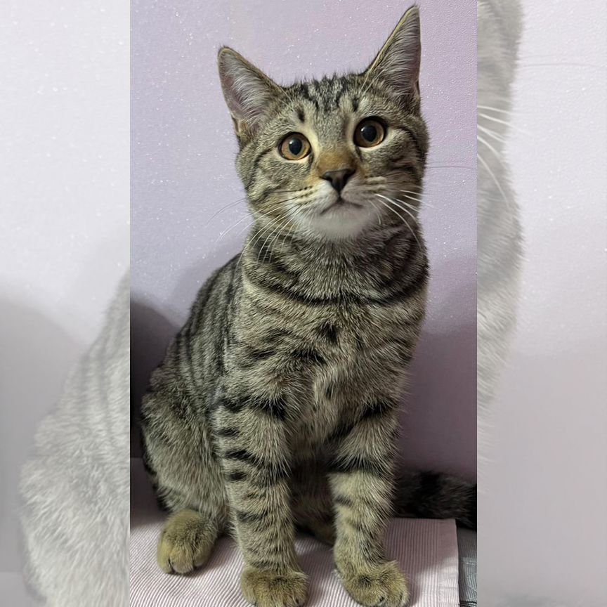 Котенок 4 мес