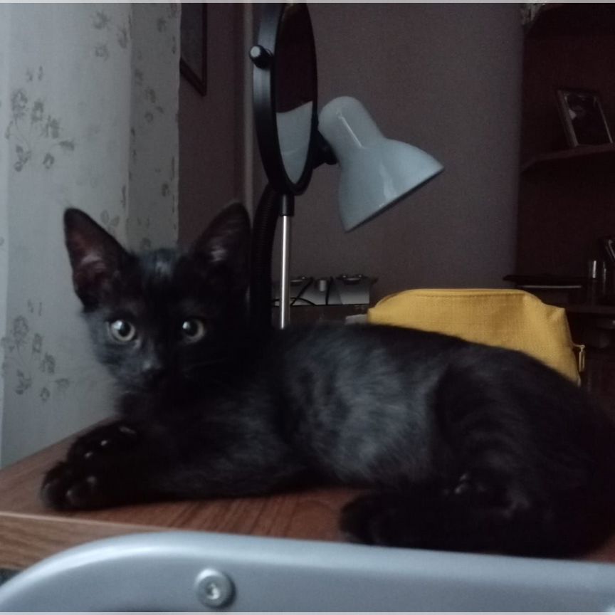 Котенок котик в добрые руки
