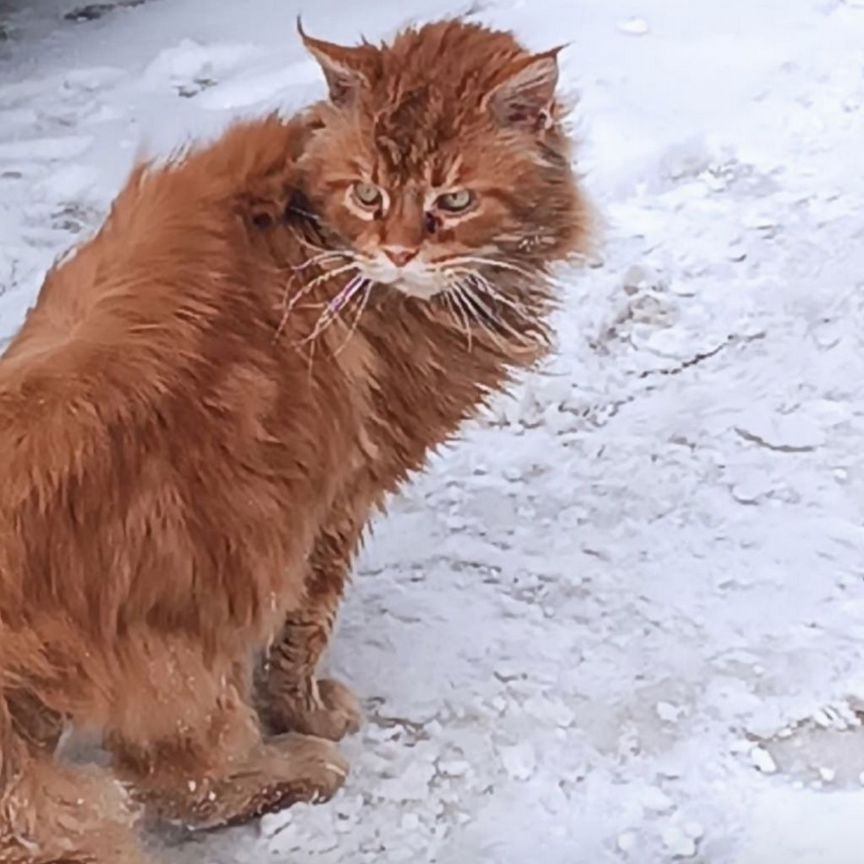 Мейн-кун, взрослый кот