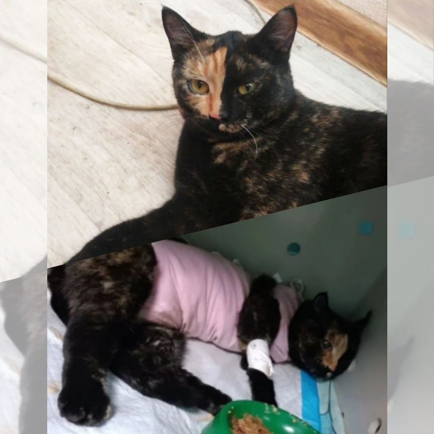 Взрослая, кошка в добрые руки