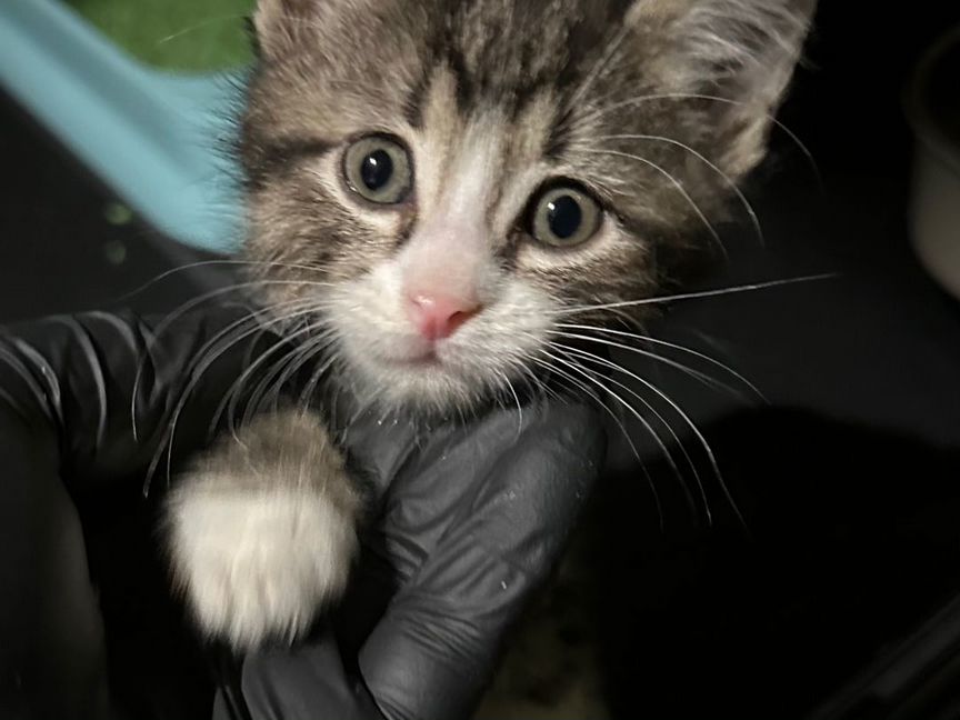 Малыши Хуго и Мияки (котята, 2 мес.)