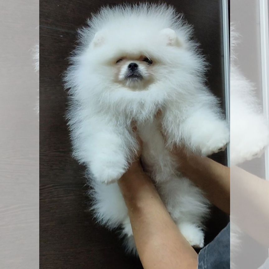 Померанский шпиц, щенок