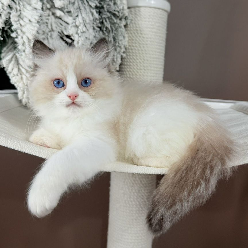 Рэгдолл котёнок