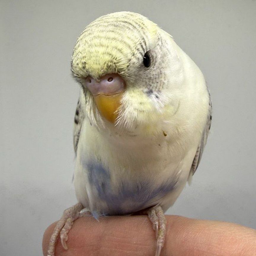 Птенцы волнистых попугаев