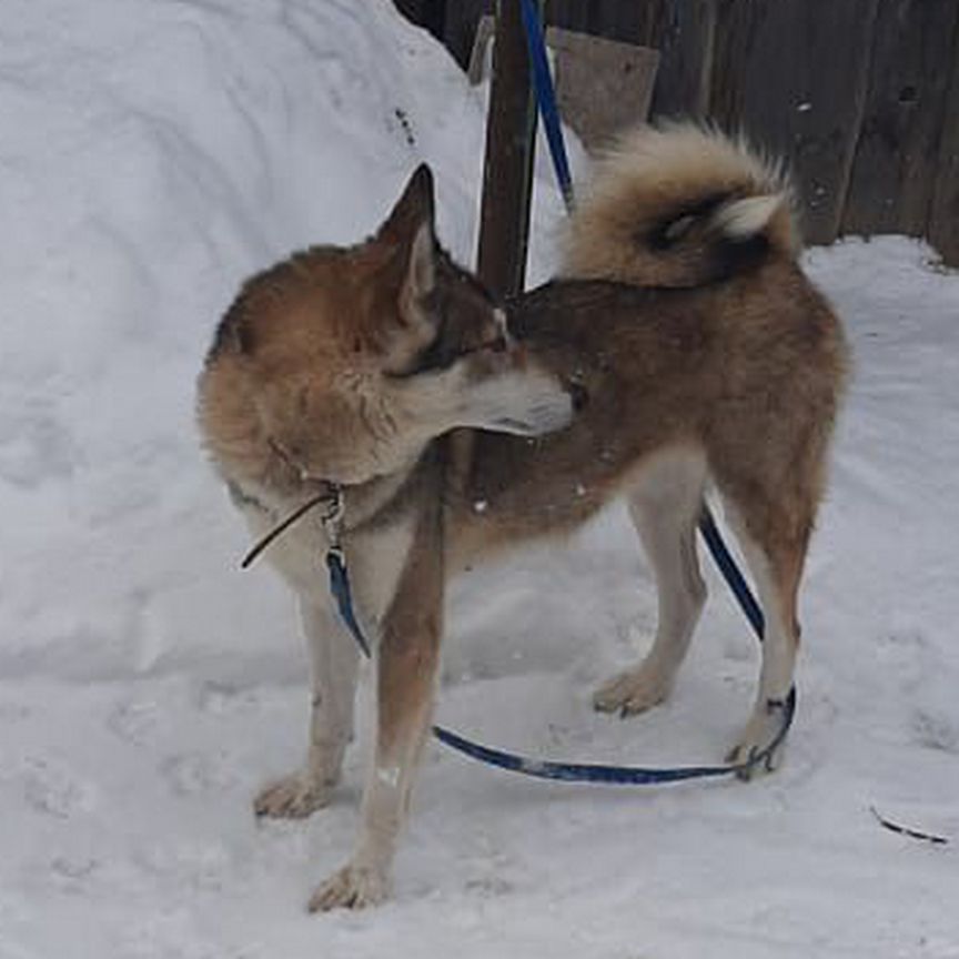 Охотничьи собаки