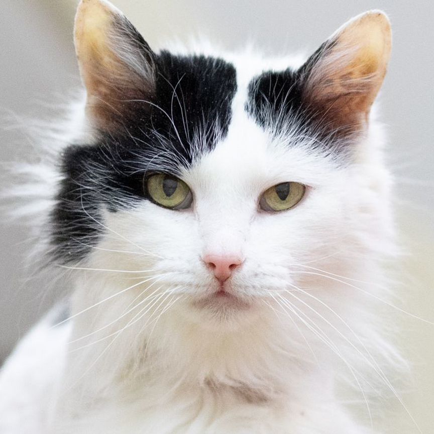 Взрослая кошка из приюта