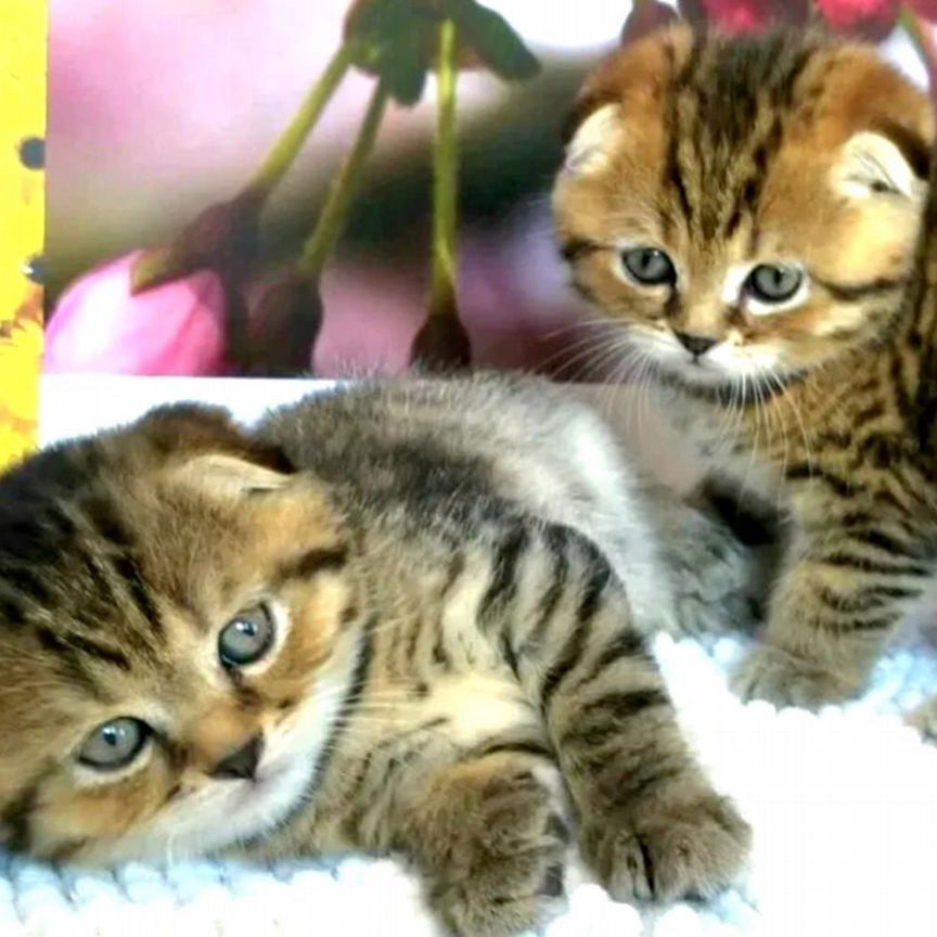 Вислоухие плюшевые тигрята)