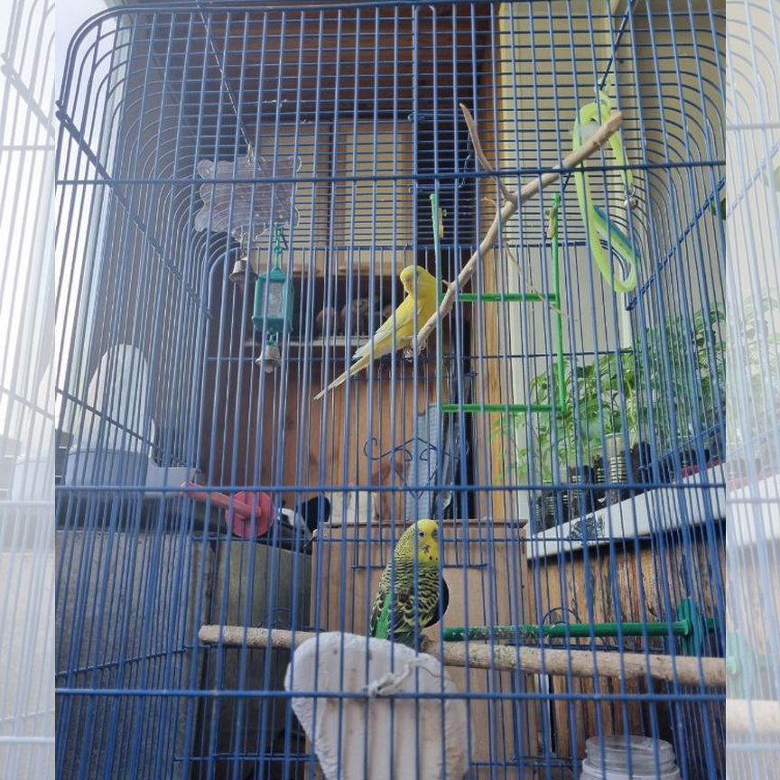 Волнистый попугай