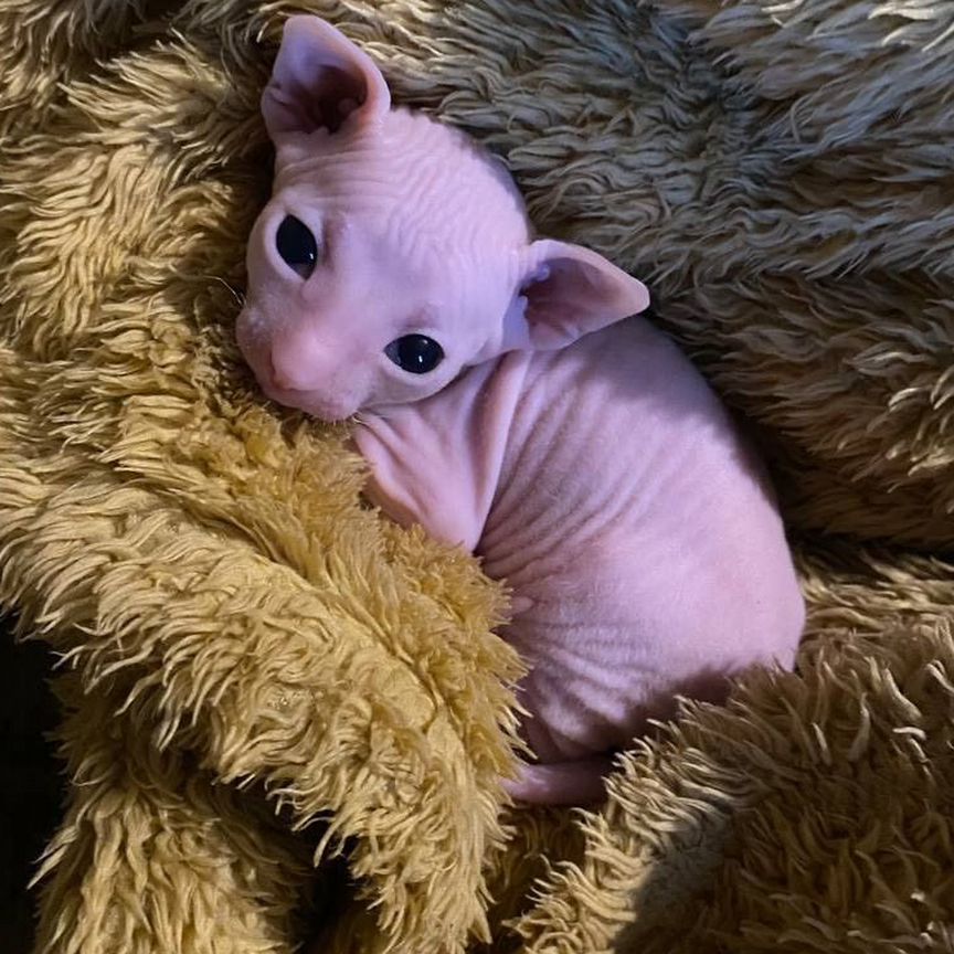 Донской сфинкс котёнок