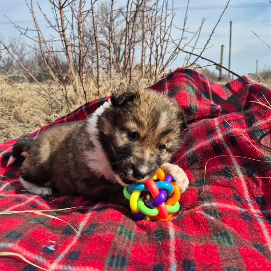 Собака в добрые руки