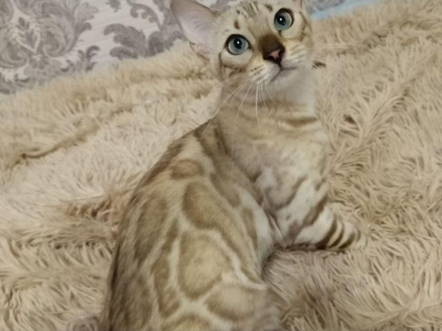 Кошка минк