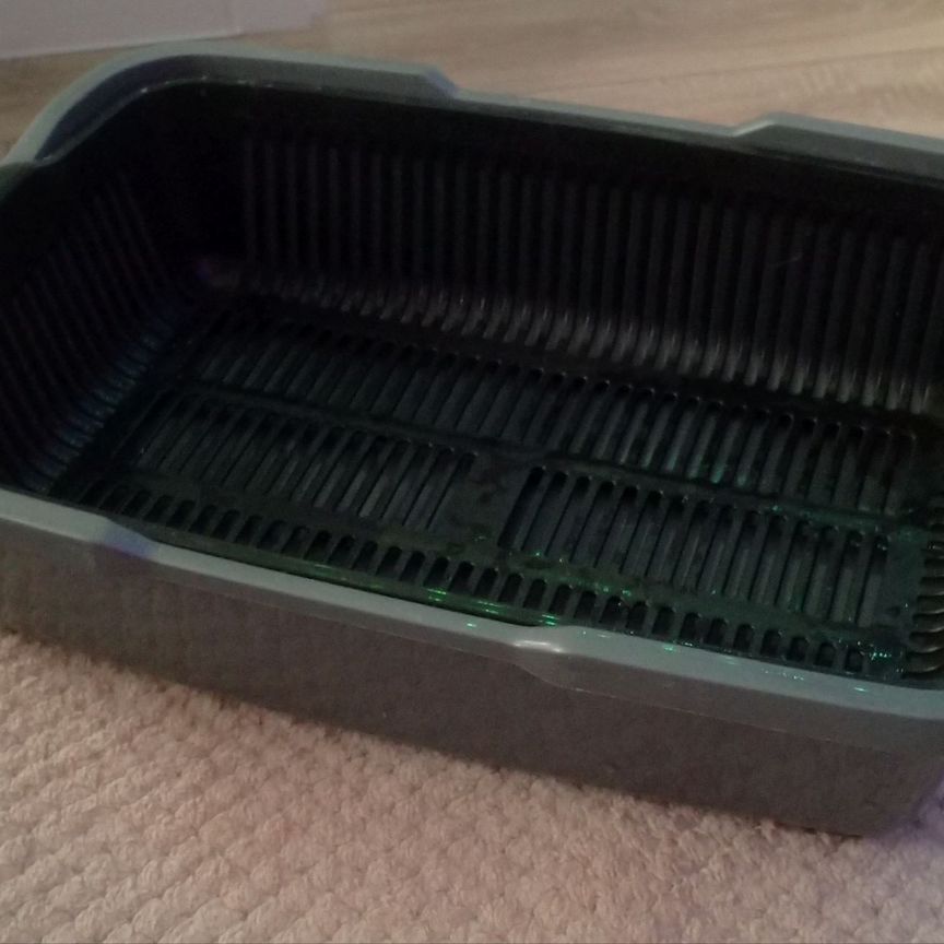 Домашние животные