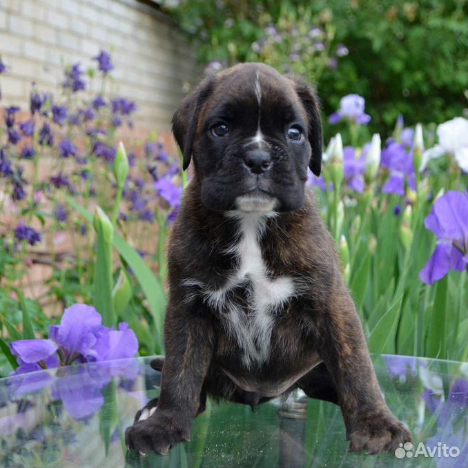 Боксер тигровая девочка