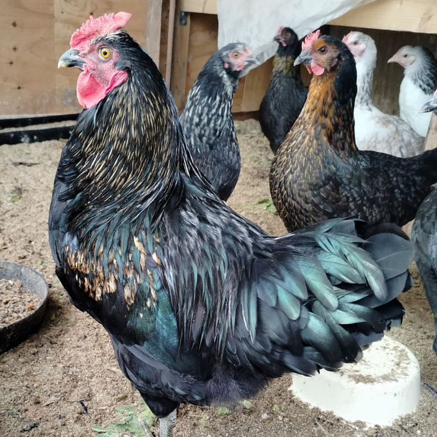 Петух породы черно- медный марант от 23.05.2025