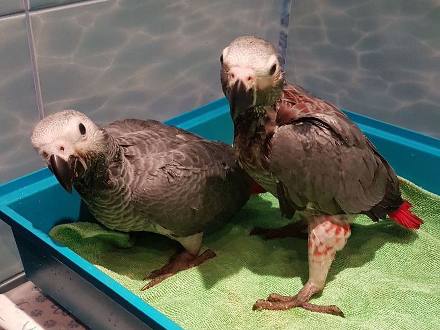 Птенцы серого попугая