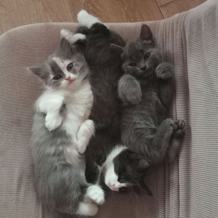 Котёнок в добрые руки